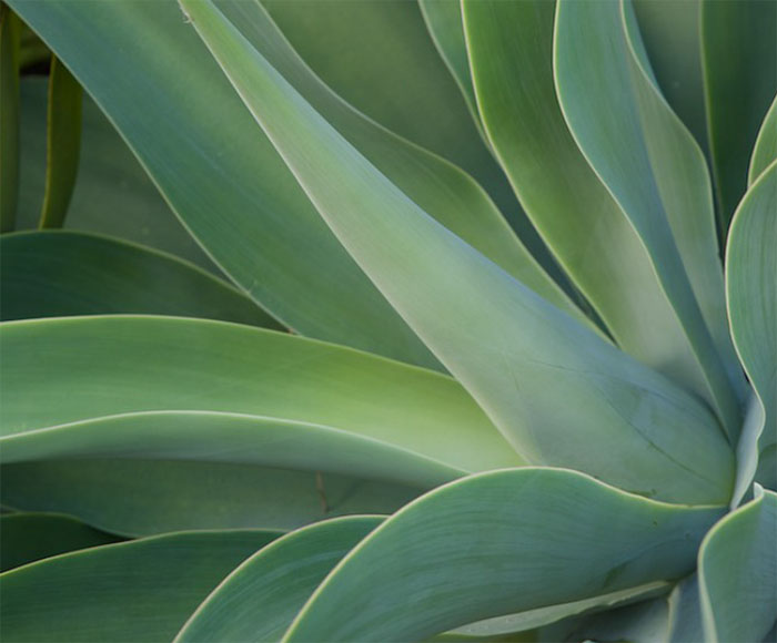 Century Plant - Palm Garden NZ