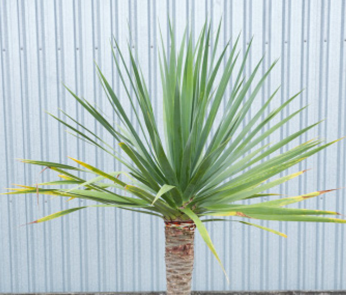 Dragon Tree - Palm Garden NZ