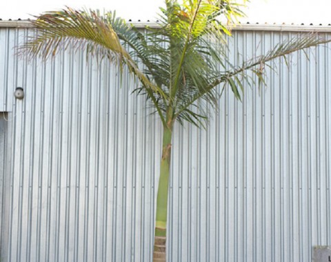 King Palm - Palm Garden NZ