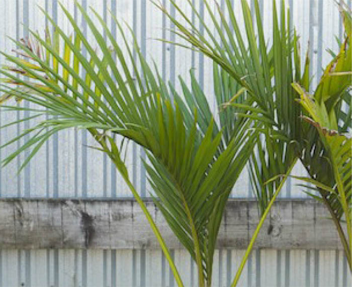 Norfolk Is. Nikau - Palm Garden NZ