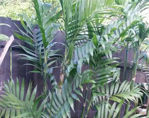 Costa Rica Bamboo Palm - Palm Garden NZ